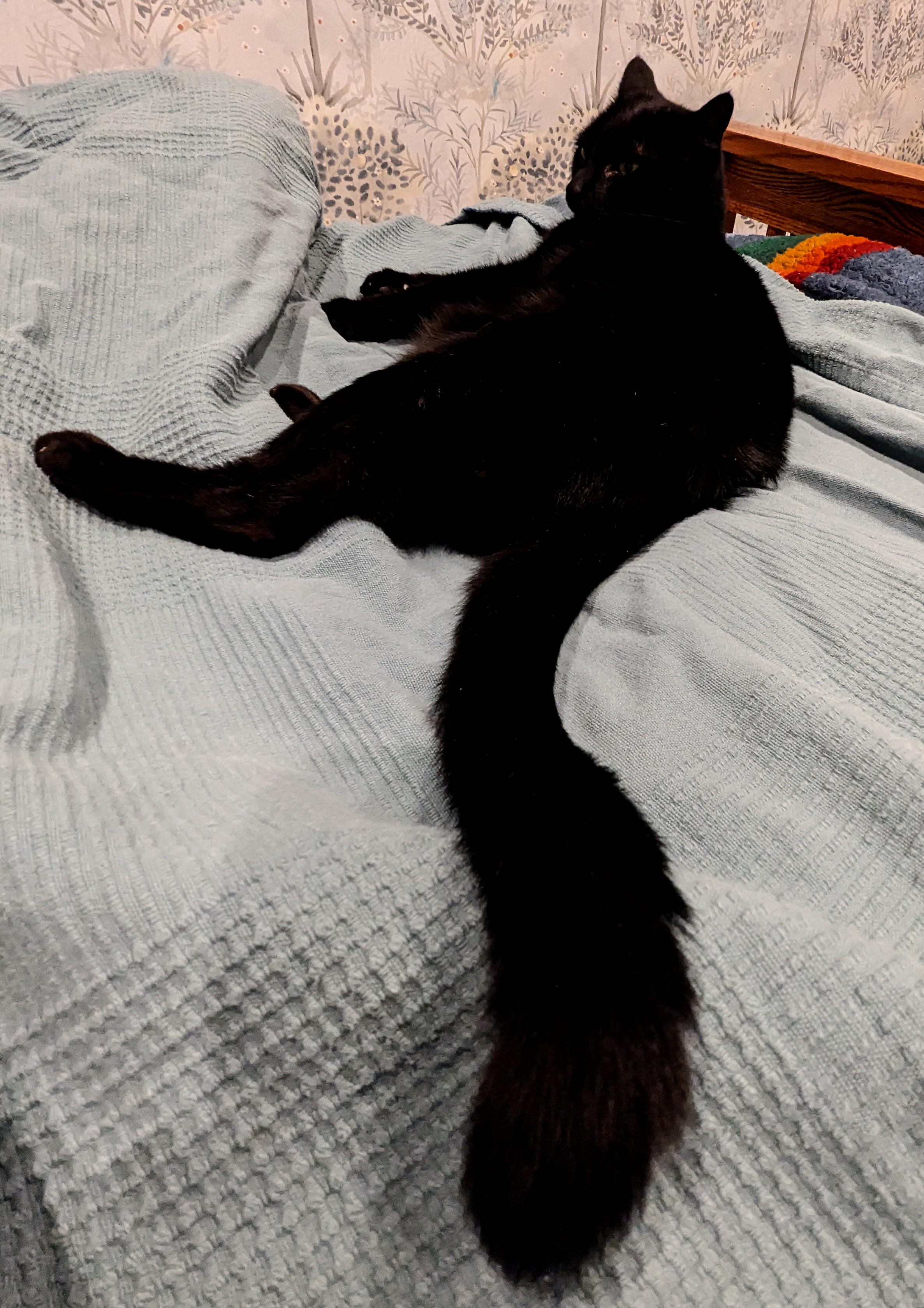 Rorschach void | Scrolller