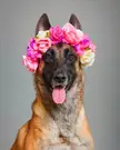 This Cute Belgian Malinois With A Flower Crown On It's Head 🐶💐🤎🤍🖤 💜 | Scrolller