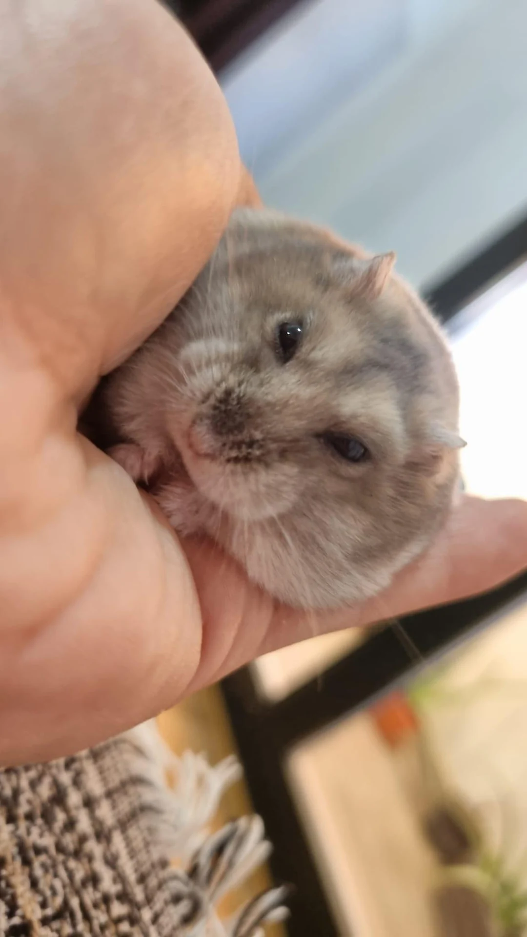 My little pocket rocket, peanut | Scrolller