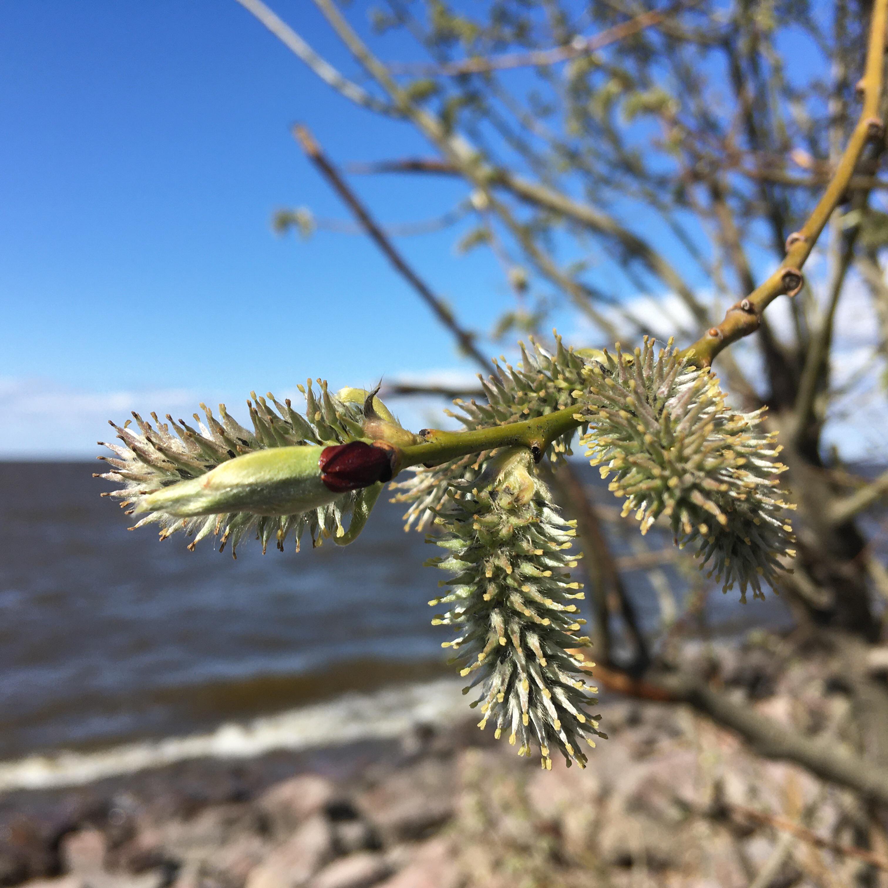 Willow branches at the Gulf of Finland | Scrolller