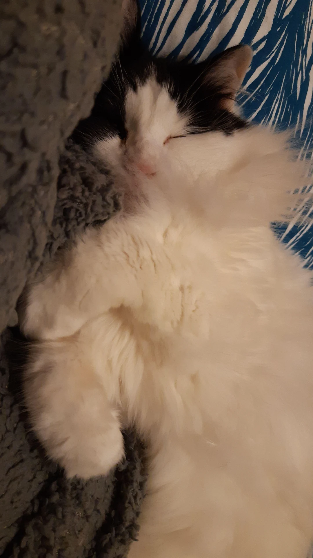 Neck floof | Scrolller