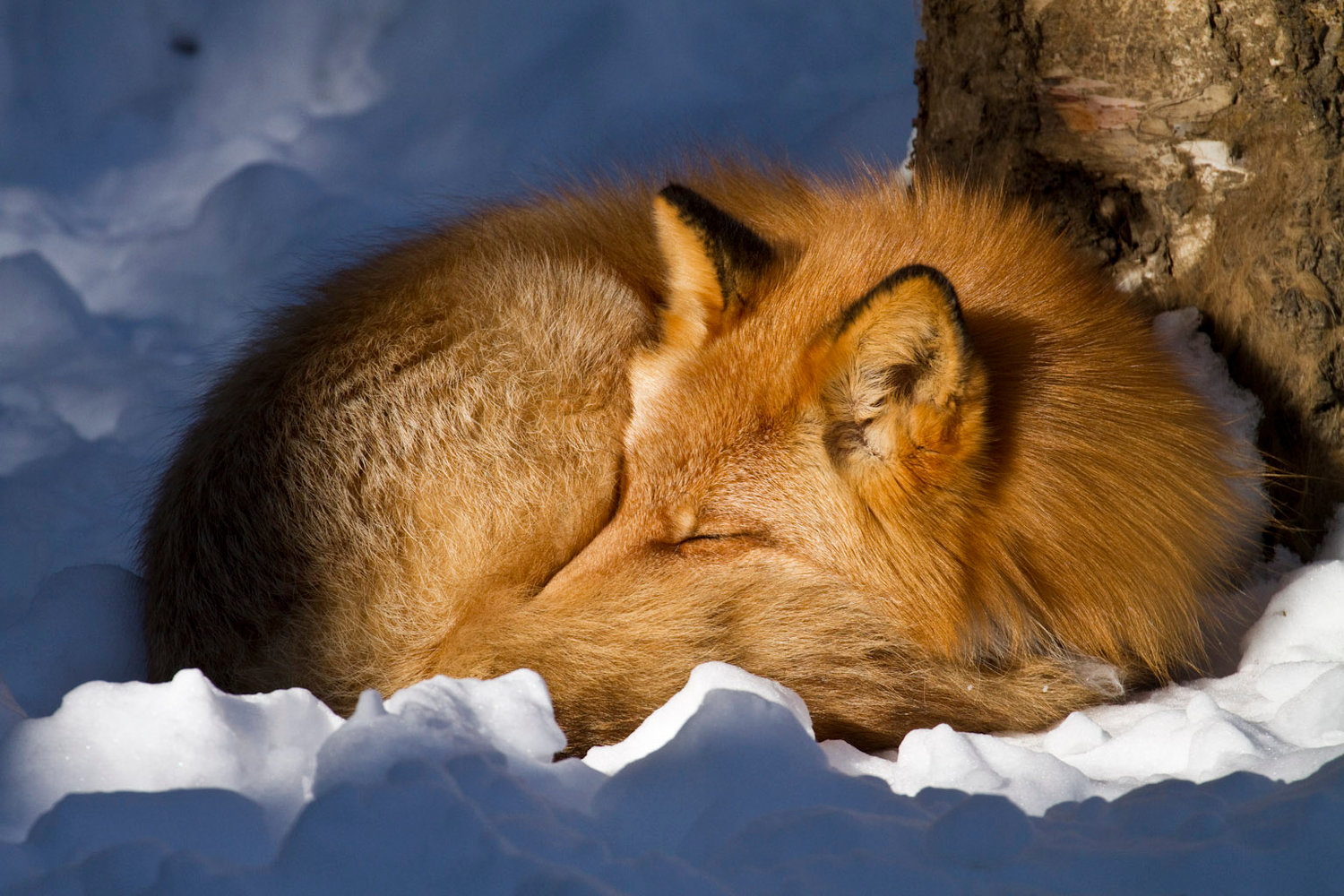 Discover more like Foxes: Red fox and Related Content | Scrolller
