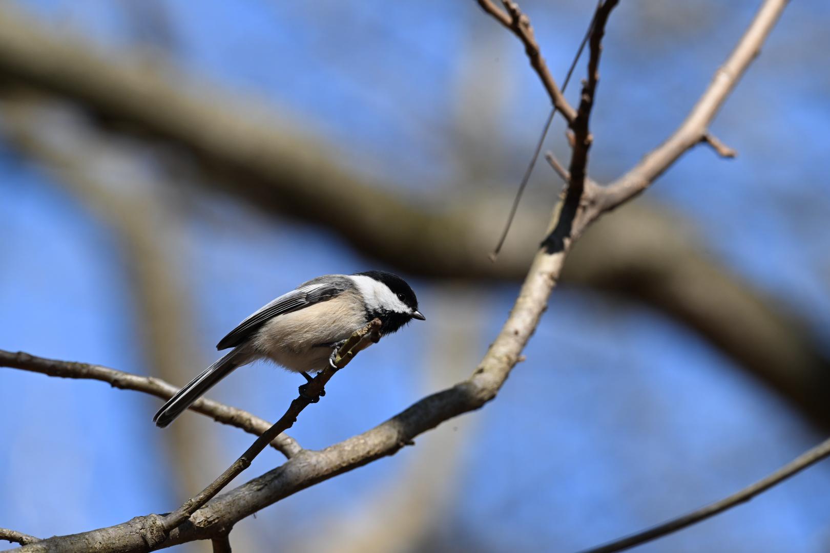 Black Capped Chickadee | Scrolller