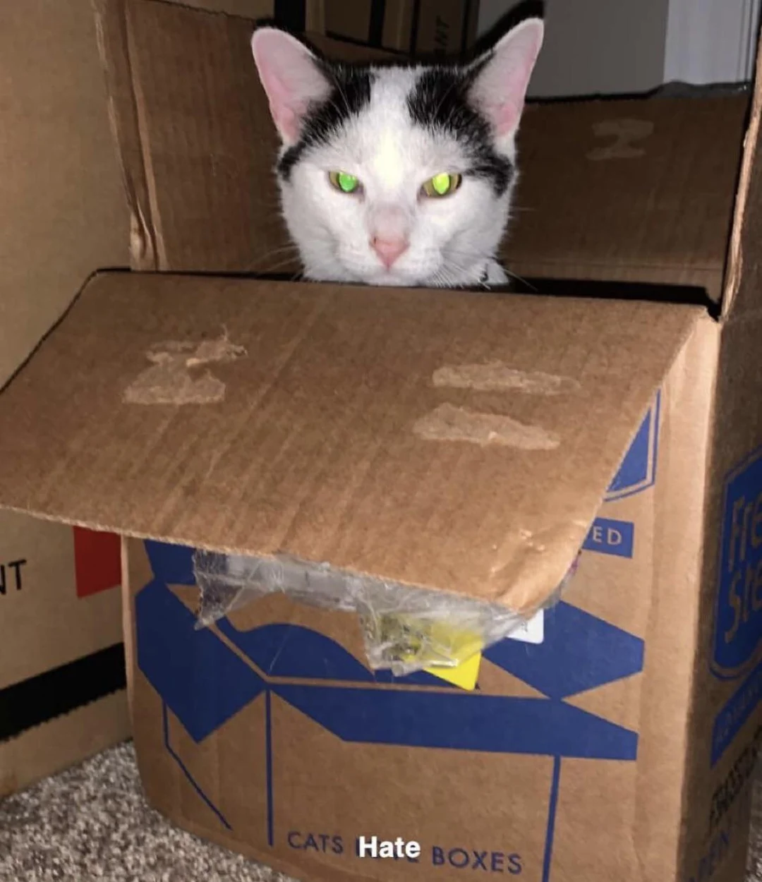 Cats HATE Boxes | Scrolller