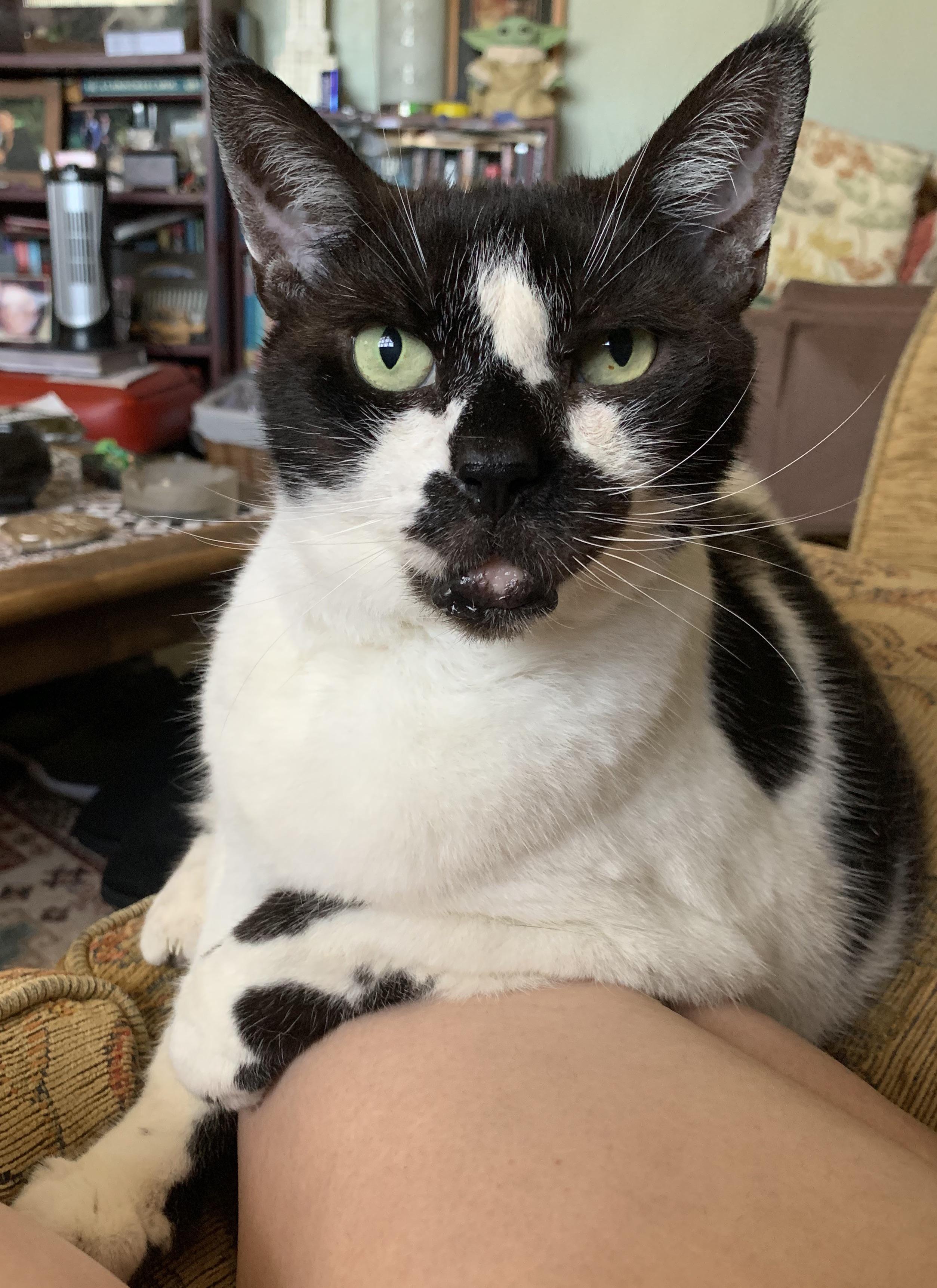My beautiful Rorschach just chillin’ on my knee. | Scrolller