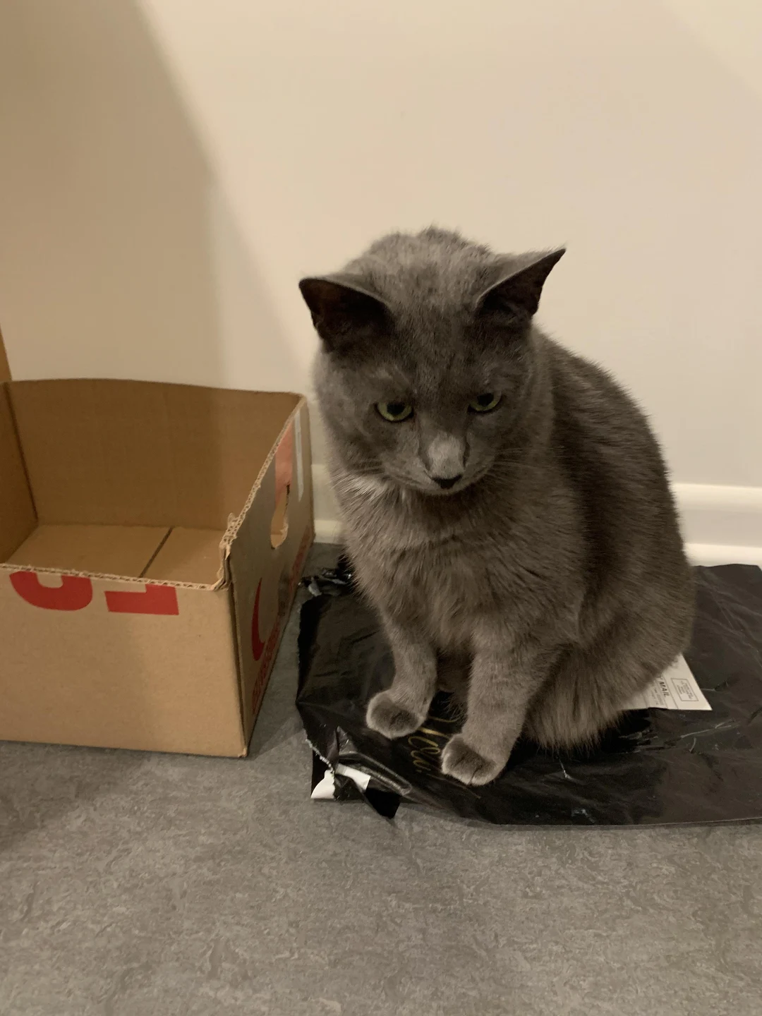 one of the cat traps is working..?? | Scrolller