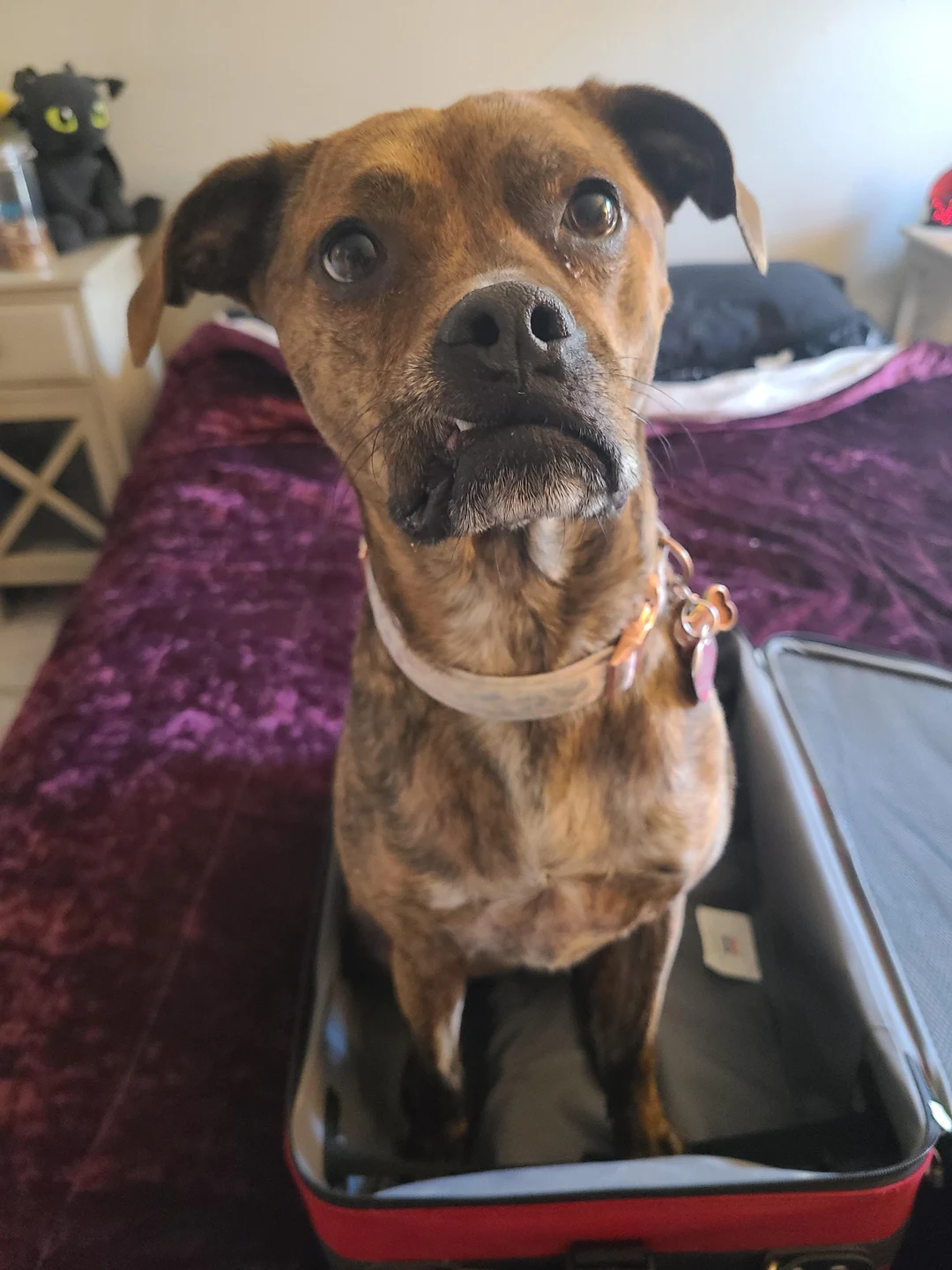 Pack Only the Essentials | Scrolller