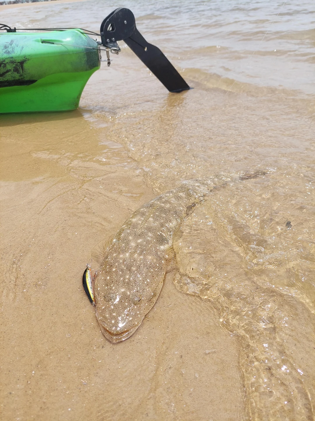 Bassday Suga Deep Suspending, working here in Australia for Dusky Flathead | Scrolller