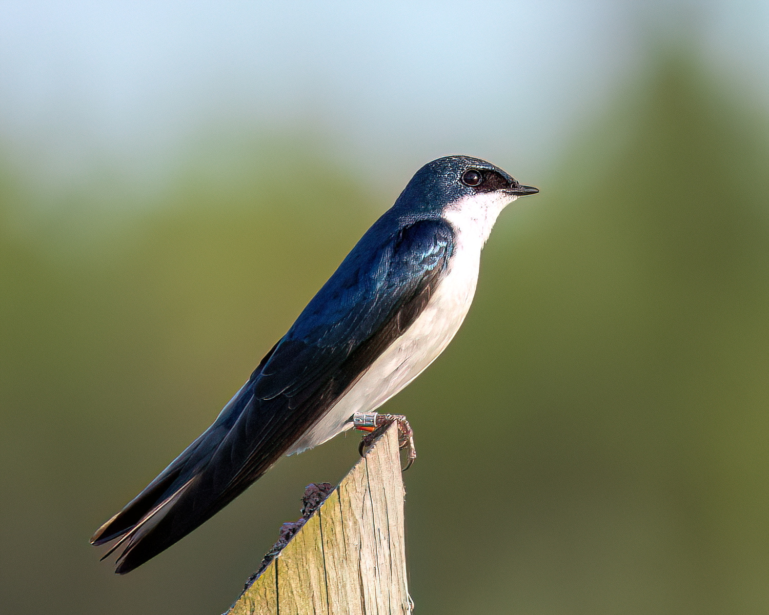 Tree Swallow | Scrolller