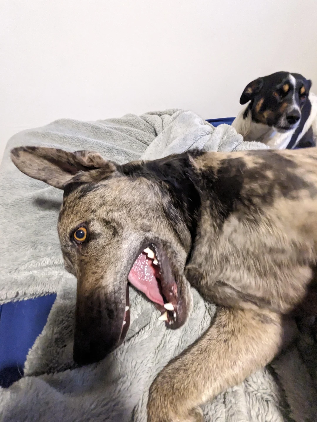Spud S Belly Rubs Face Scrolller