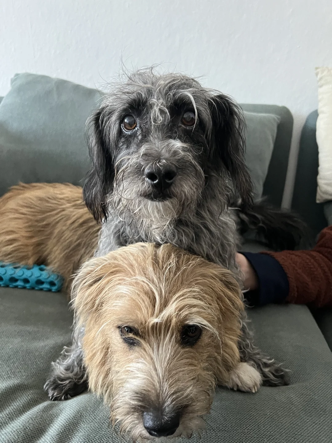 Our rescue dogs can’t stop cuddling and it melts my heart. | Scrolller