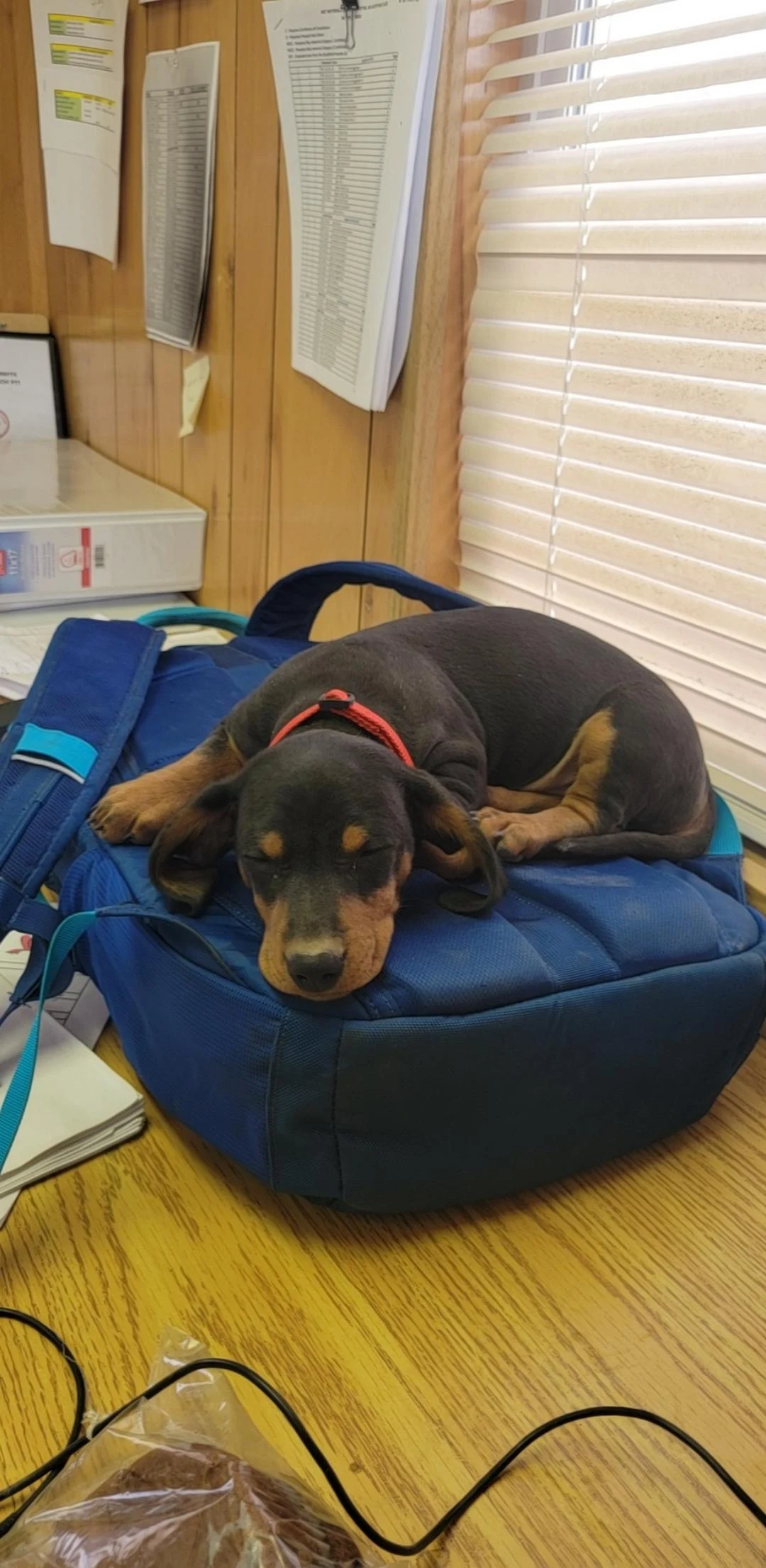 Office Pup! | Scrolller