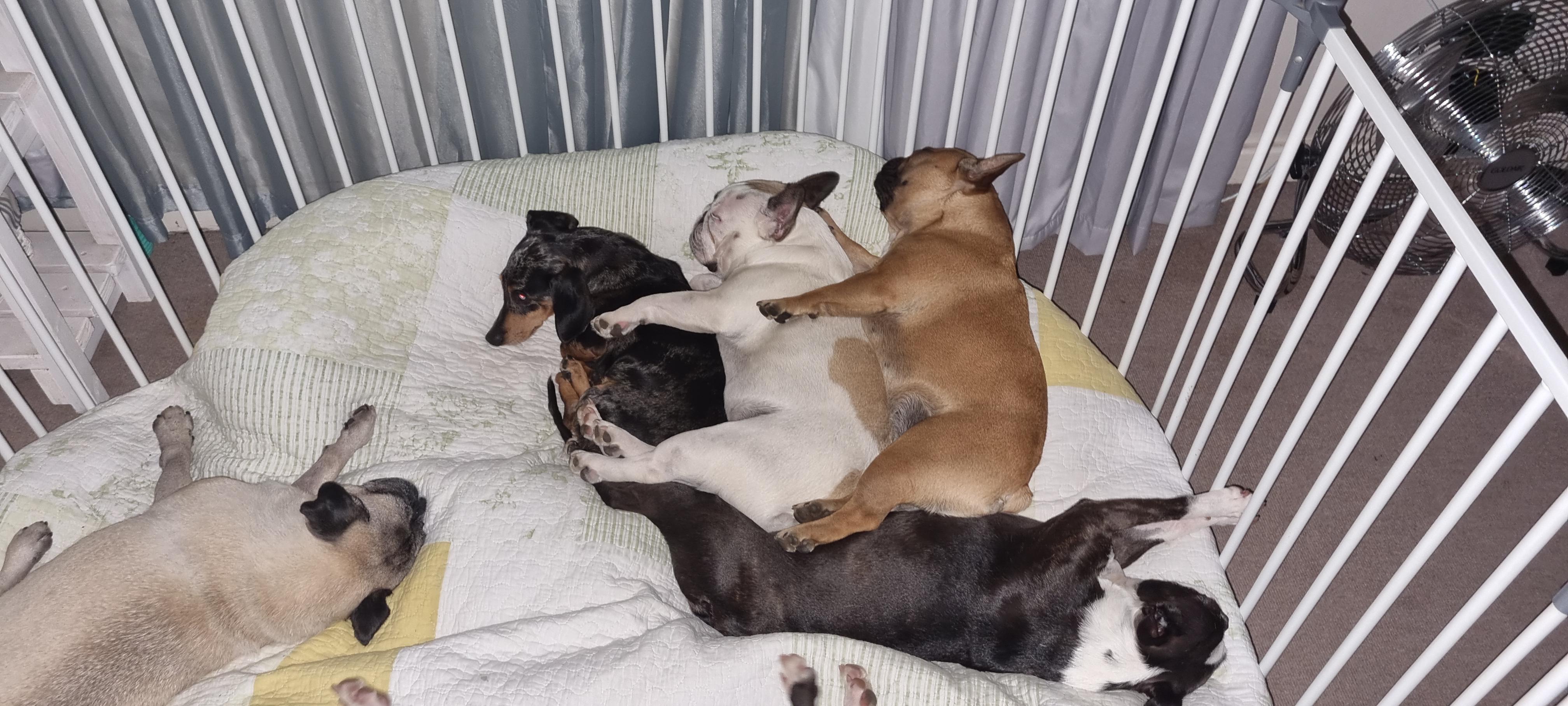 Snuggles | Scrolller