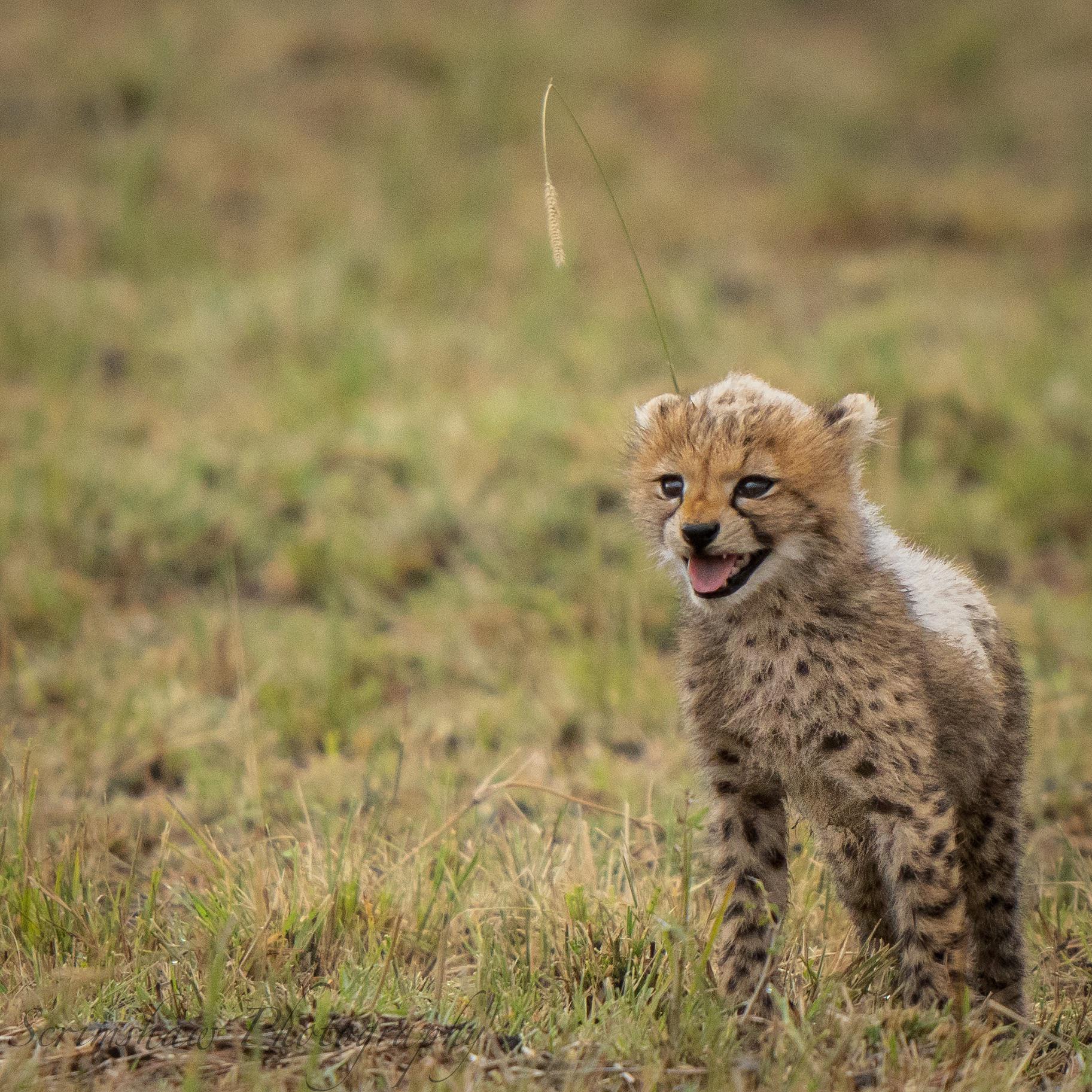 [OC] Cheetah cub doing his best to look ferocious | Scrolller