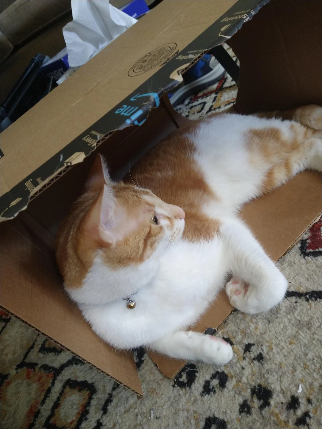 successfully trapped | Scrolller