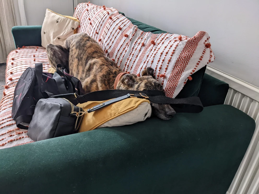 I promise I'm comfy mum! he put himself here after I put my bags down 🤣 | Scrolller