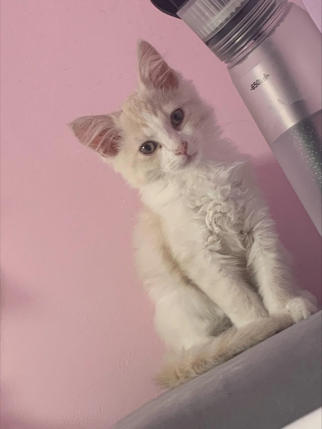 Little trouble maker | Scrolller