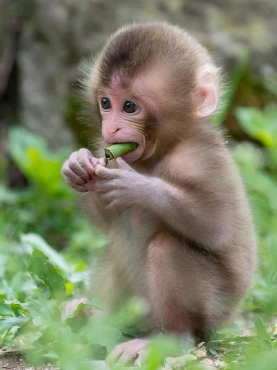 little monkey | Scrolller