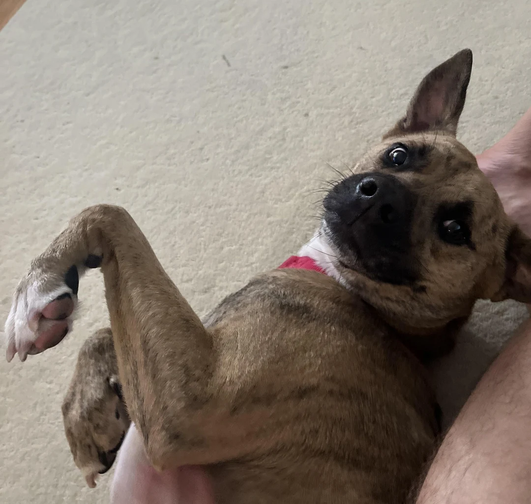 Adopted Dog with biting issues | Scrolller