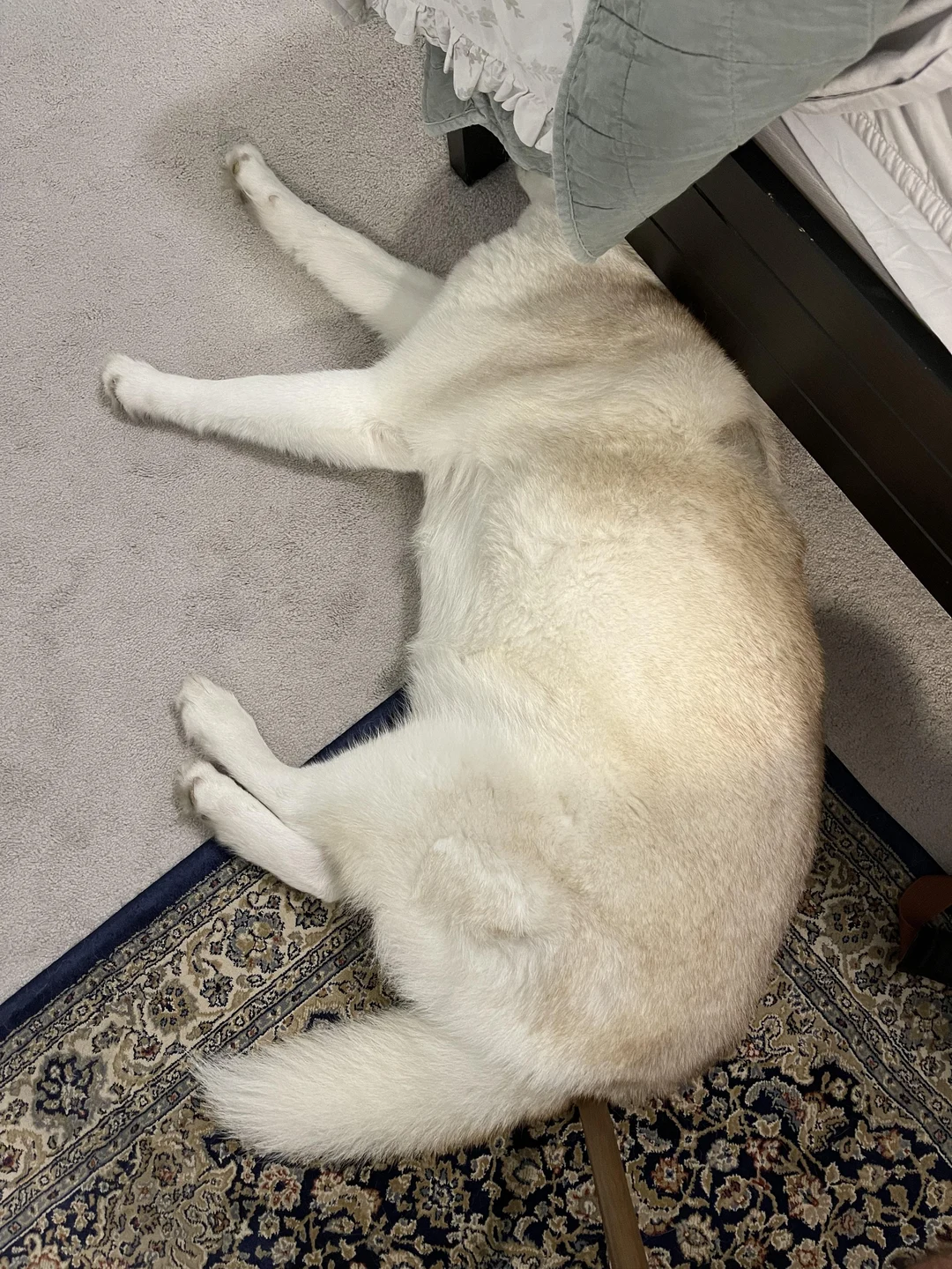 Halloween Costume: Headless Husky | Scrolller