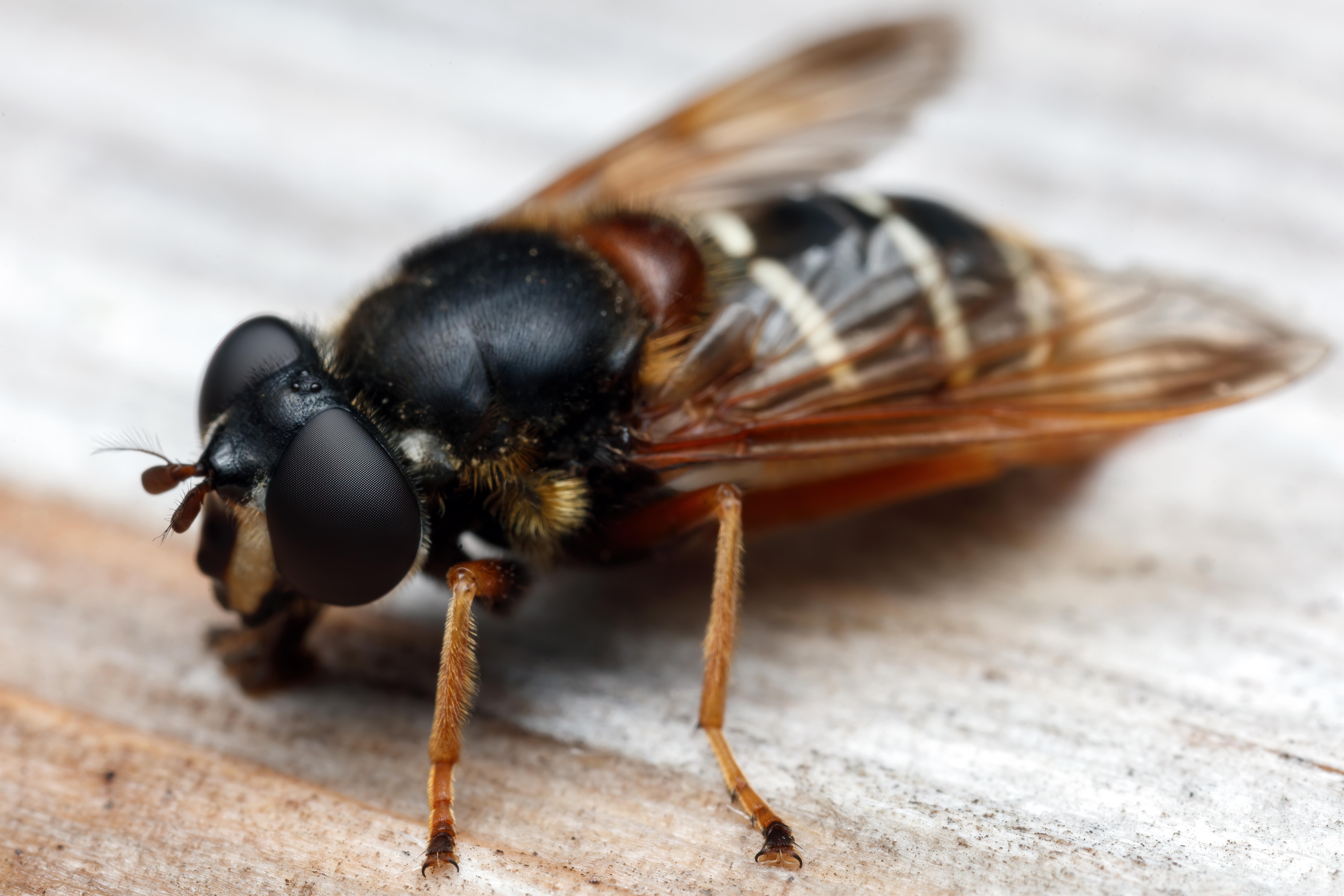 How about the detail on the compound eyes of this female white-barred peat hoverfly (Sericomyia ...