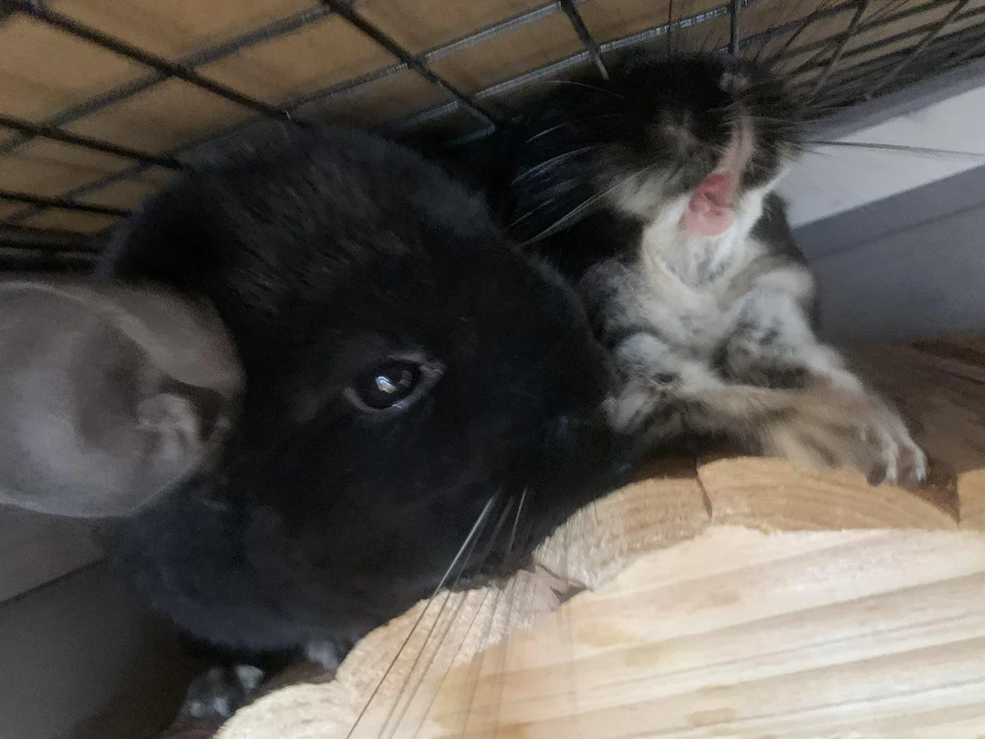 Man! Making a mess is exhausting... | Scrolller