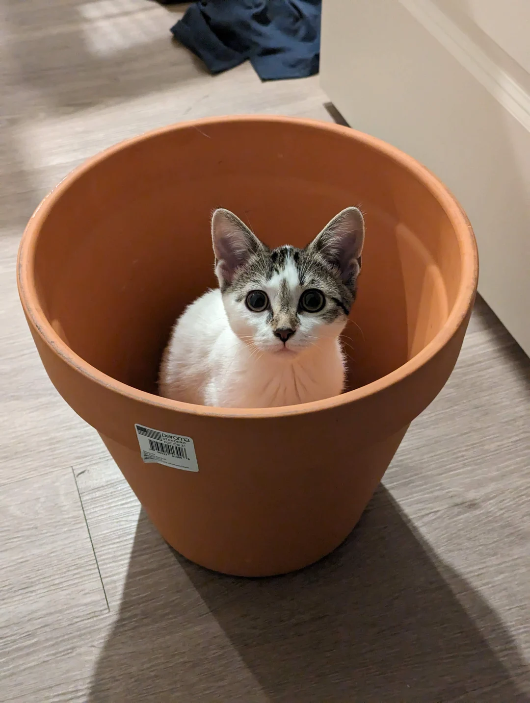 Is this pot too big for my Violet? | Scrolller