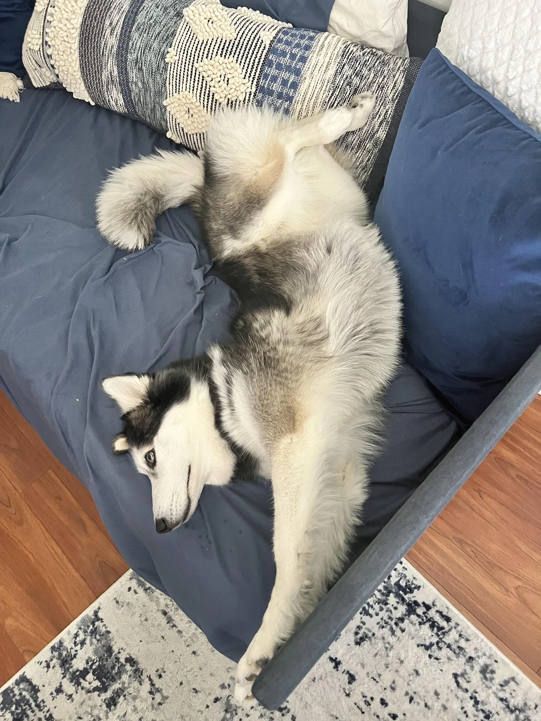 Husky Yoga | Scrolller