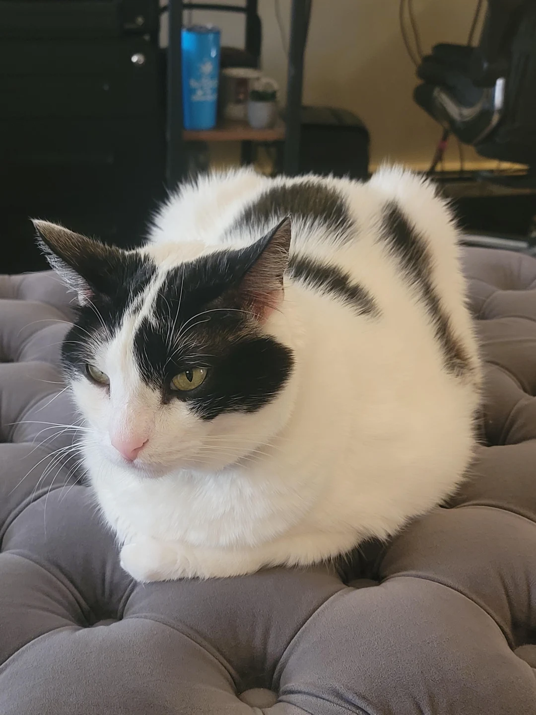 Snickers is a sweet 9.5 rated loaf. 10 year old boy who is a lover of ...