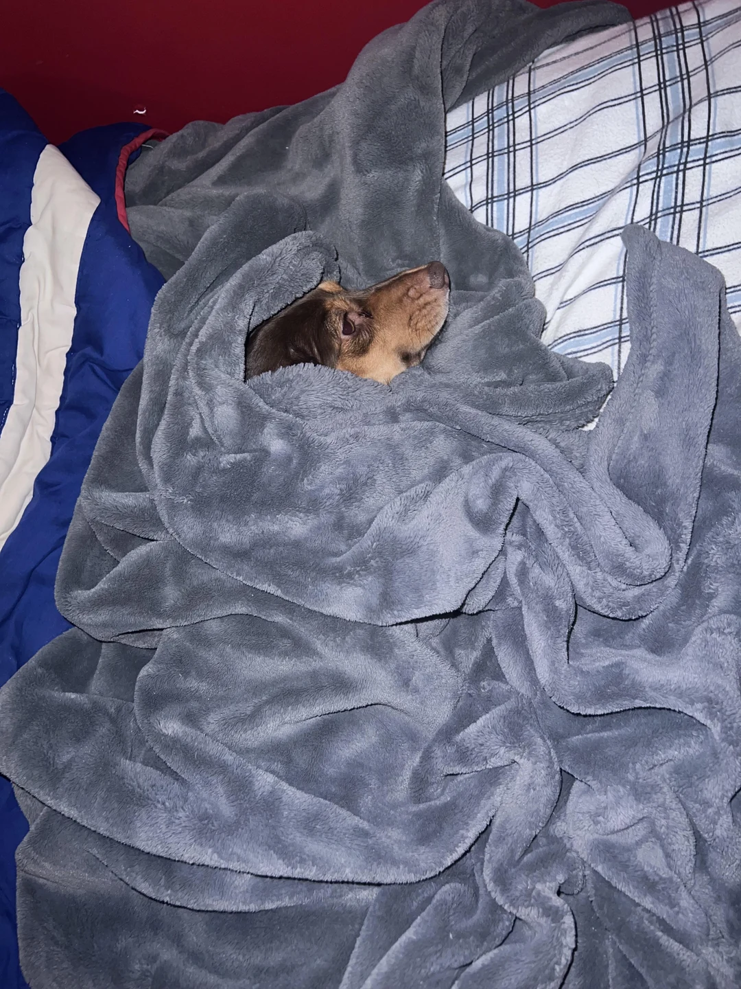 My cute niko in bed | Scrolller