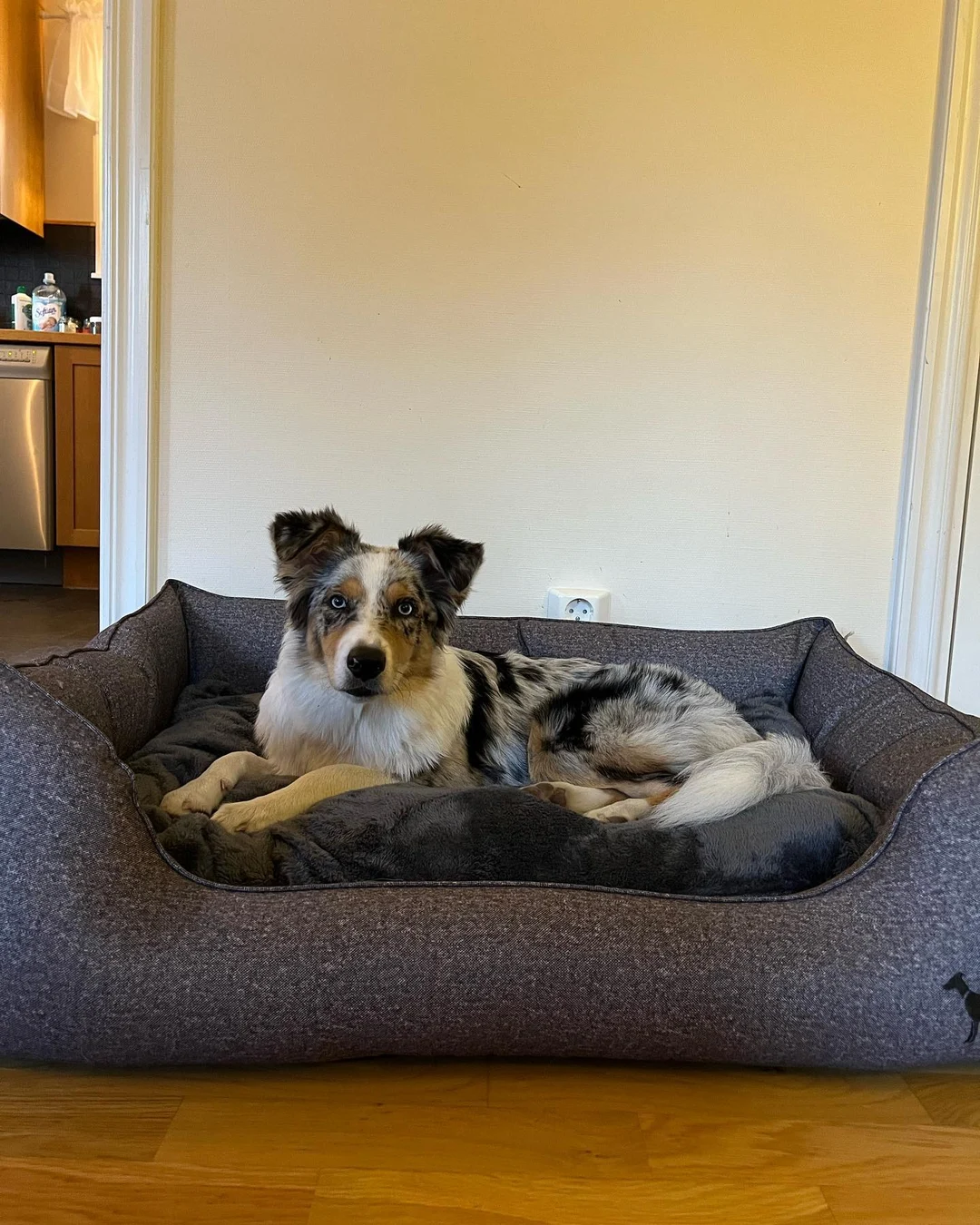 So great to see Maya again, I've missed her antics. She looks like she is really good with her ...