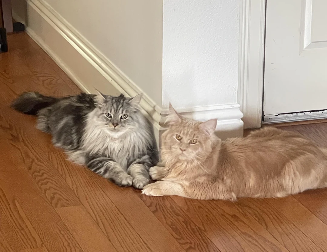 Vinnie and juju 🤍 | Scrolller