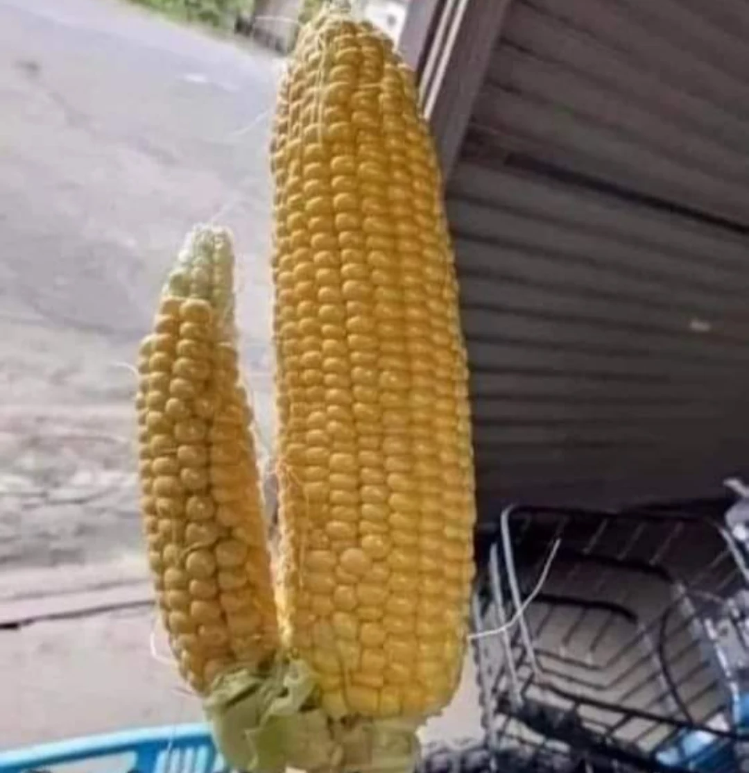 El maiz me da mucho placer | Scrolller