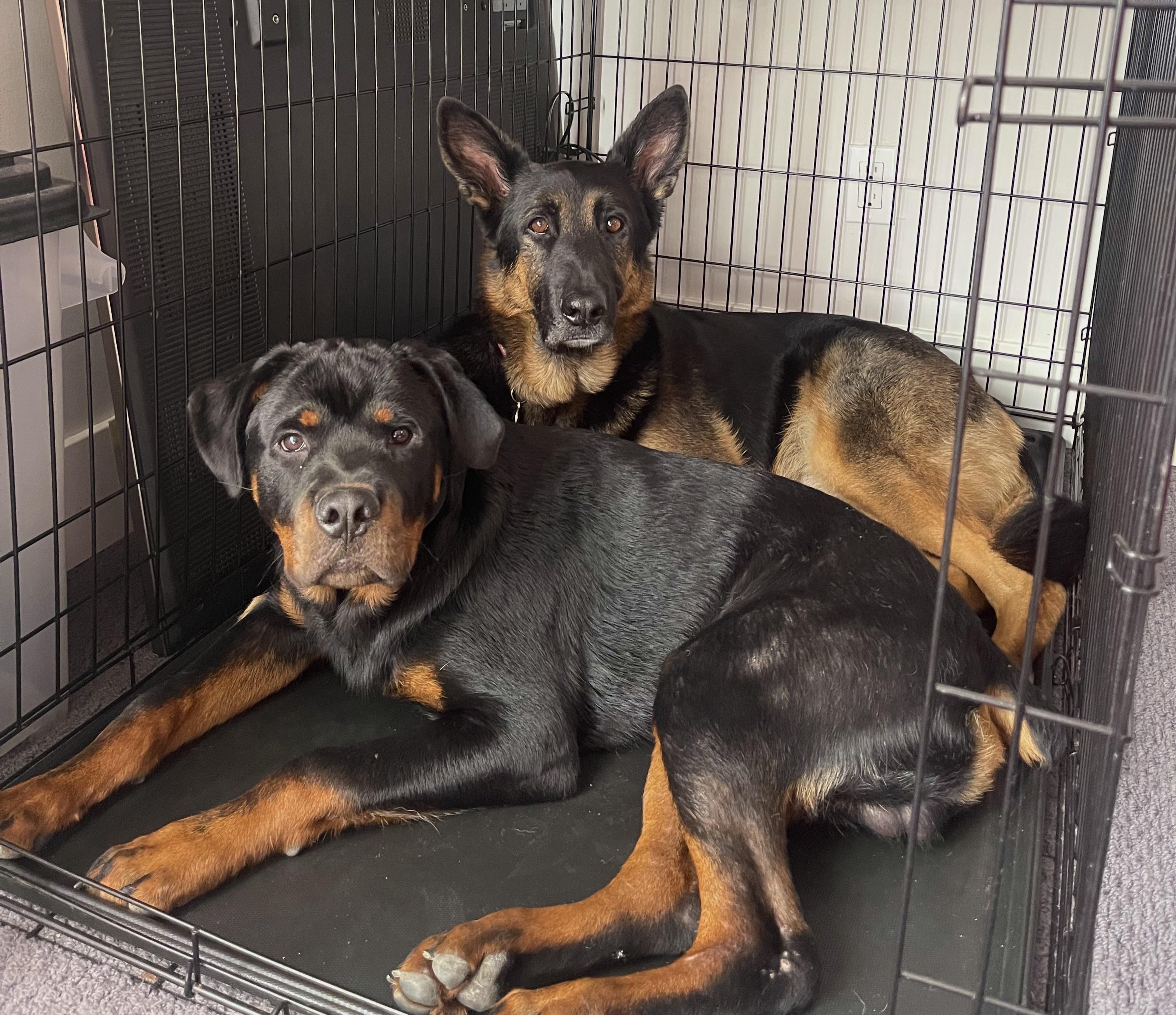 only 6 months old and weighs almost as much as our adult GSD. best friends. | Scrolller