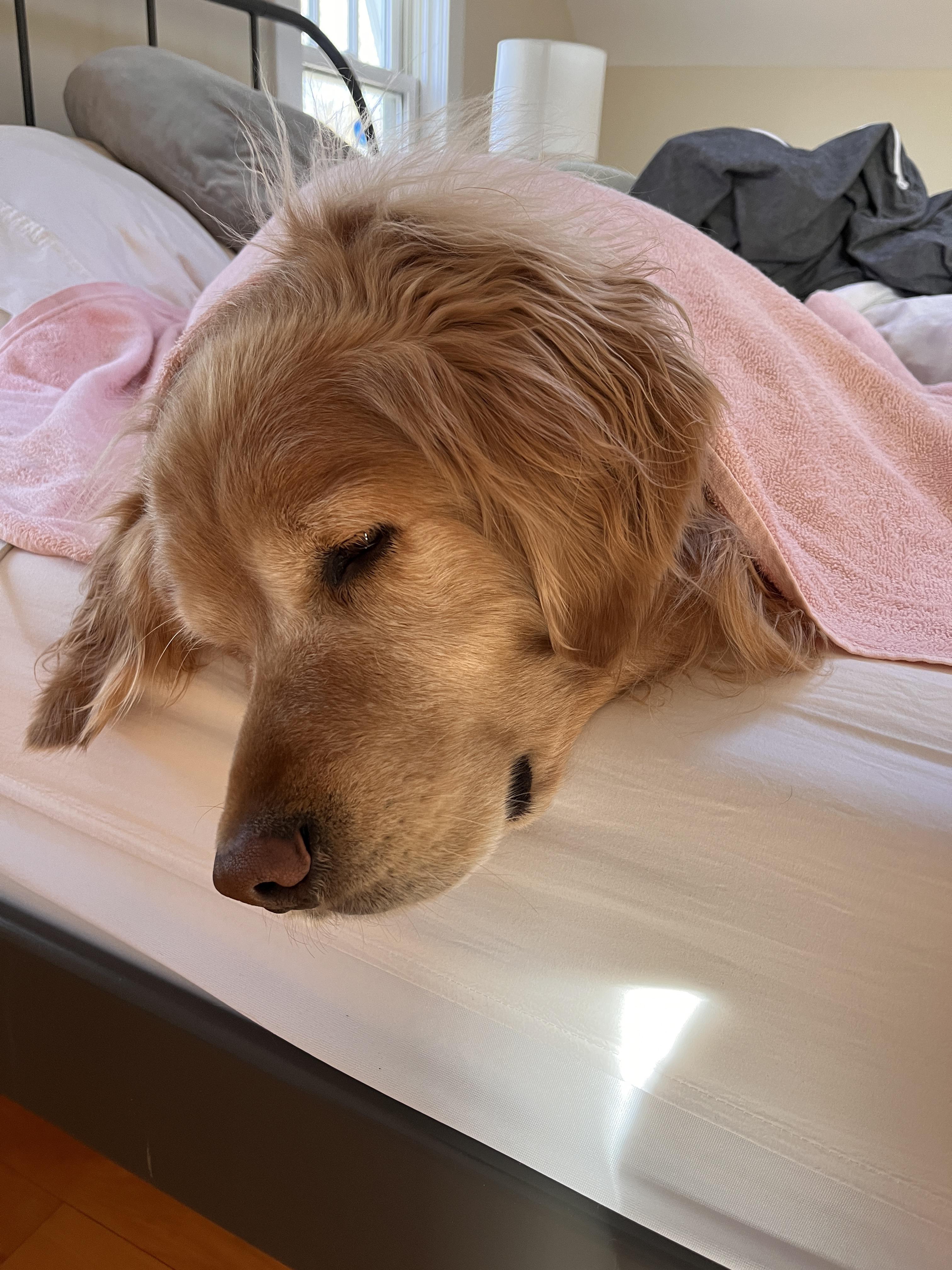 Milo’s morning bed takeover | Scrolller