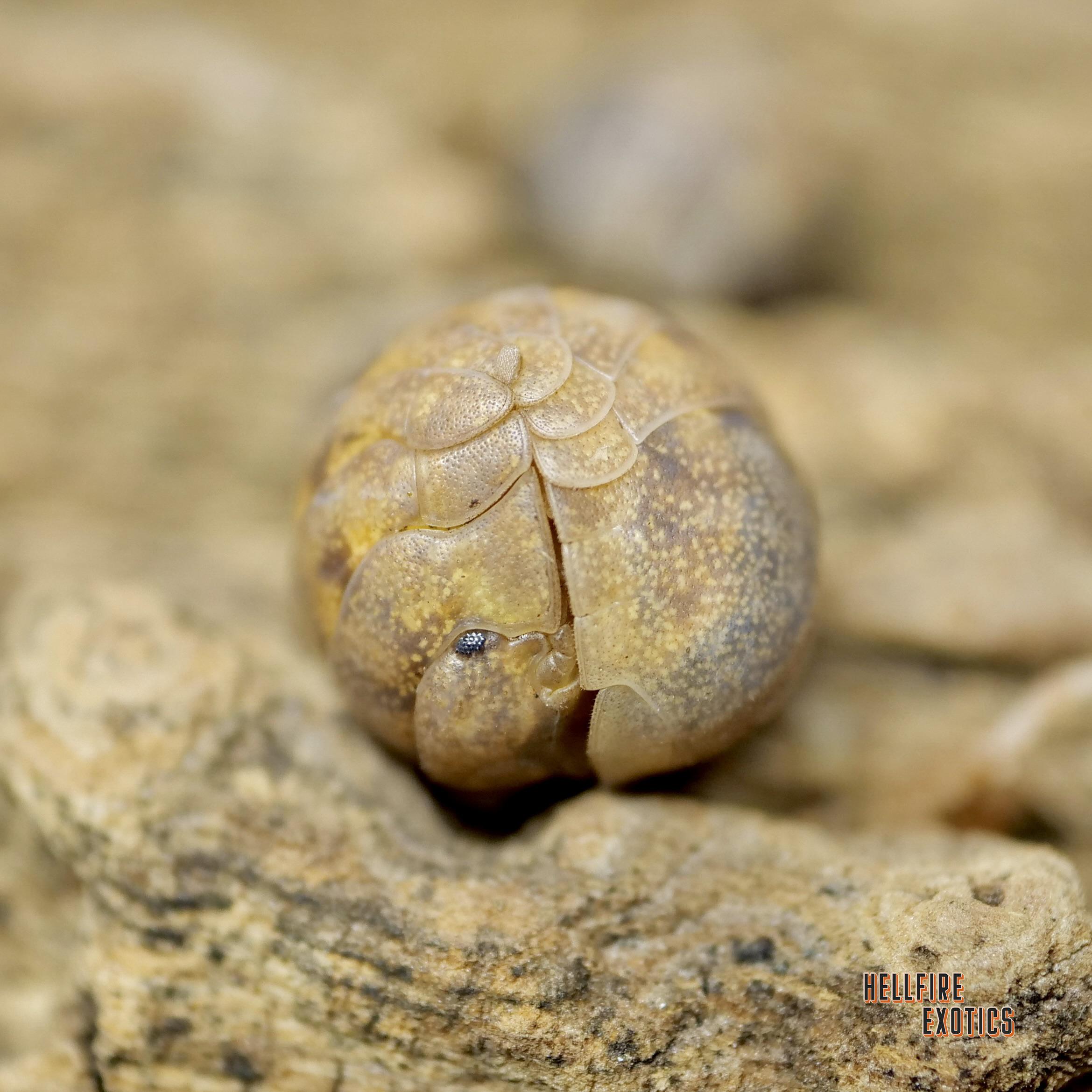 A Magic Marble | Scrolller