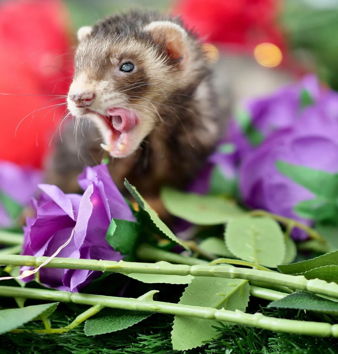 My 8 and a half year old Milo, my oldest male ferret ever, showing us his tongue | Scrolller