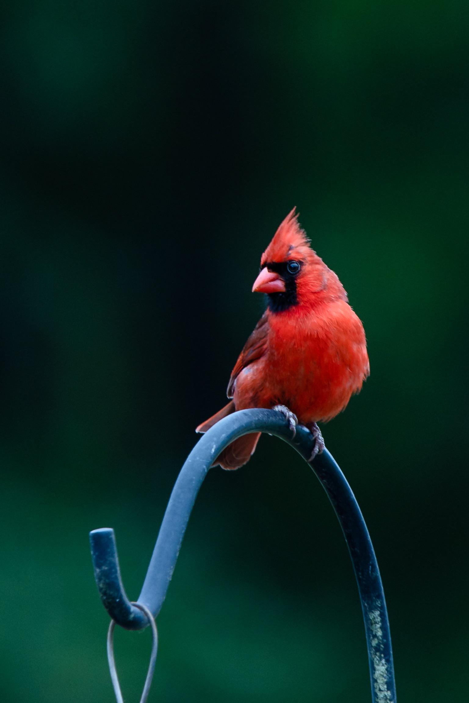 Northern Cardinal in backyard | Scrolller