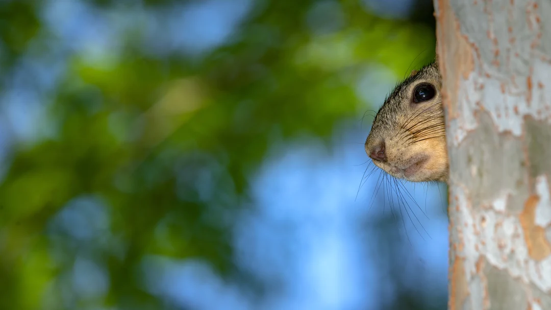 Peekaboo Squirrel | Scrolller