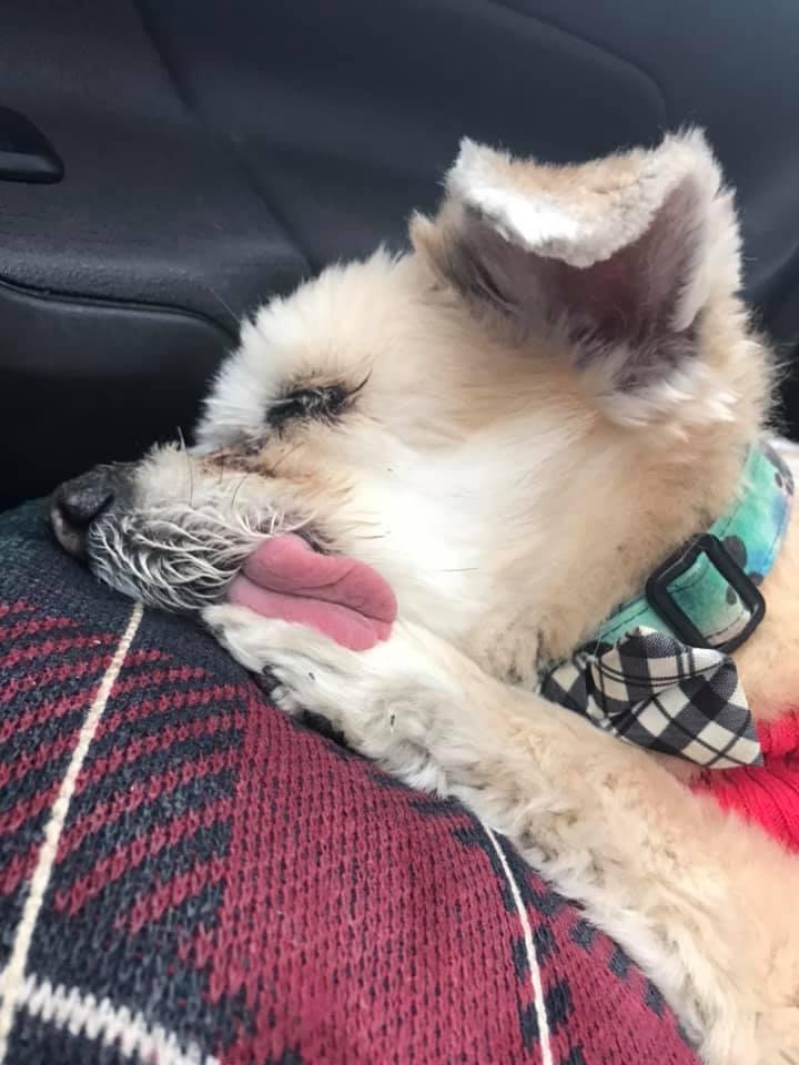 (OC) Mr. Long Tongue | Scrolller