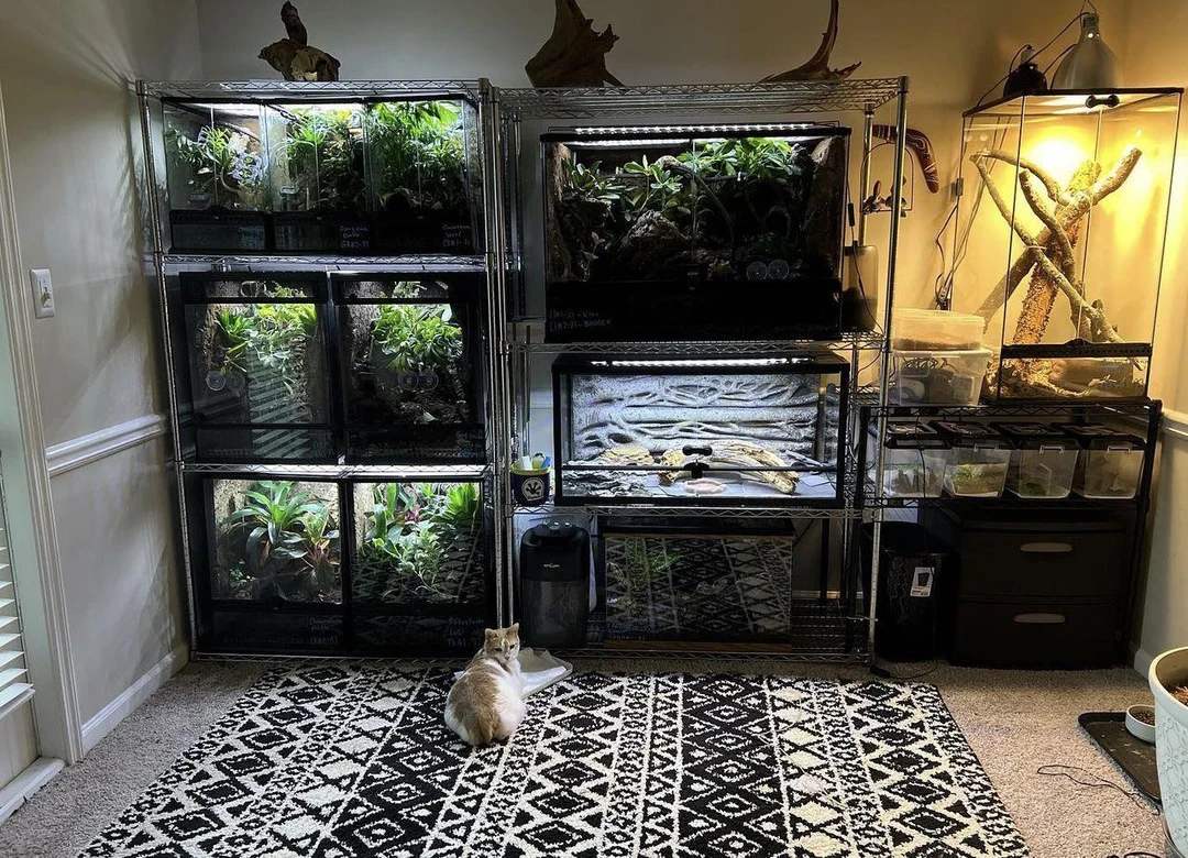 Some of my gecko enclosures MashaAllah | Scrolller