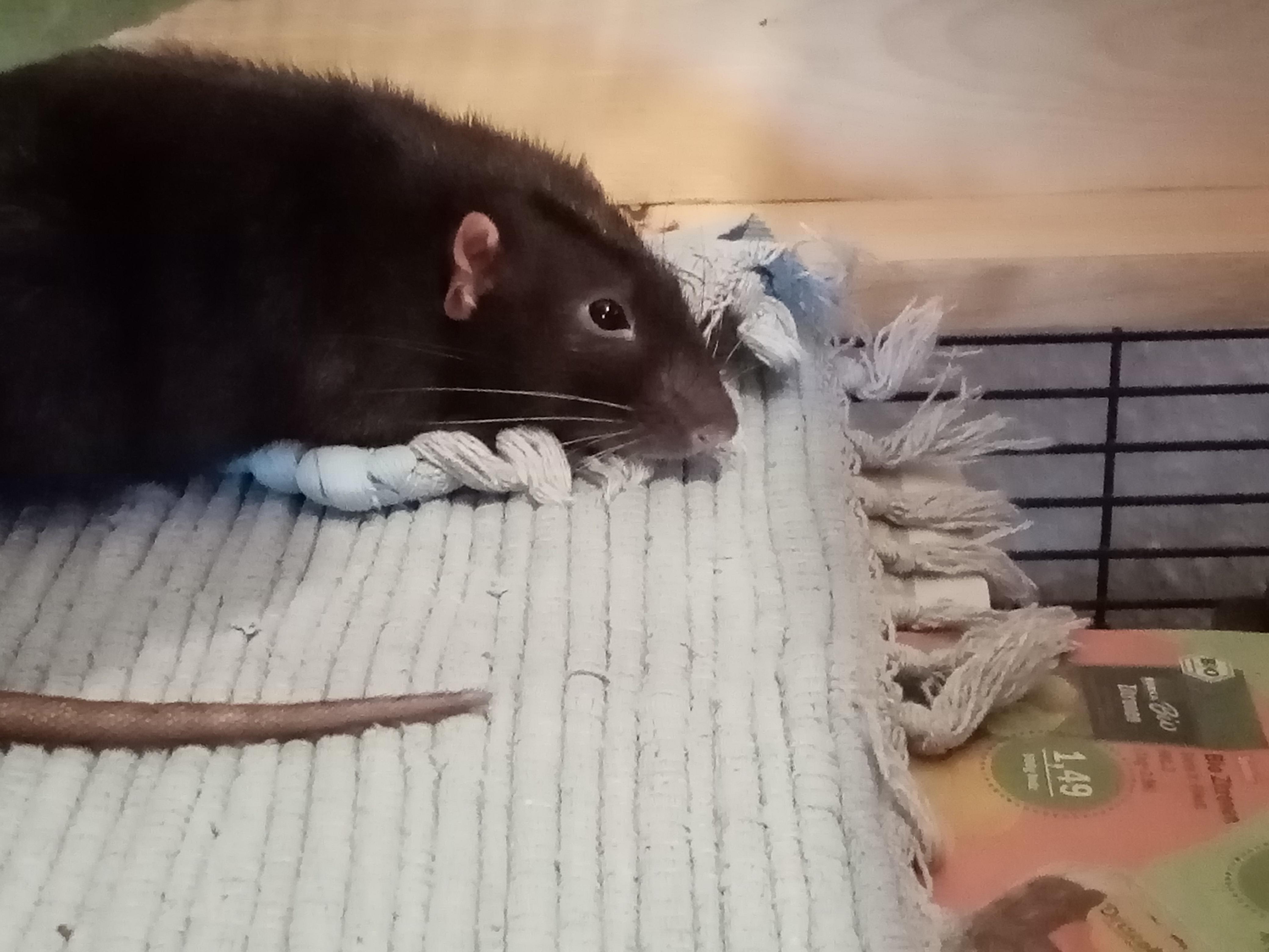 Snitch takes a little break | Scrolller