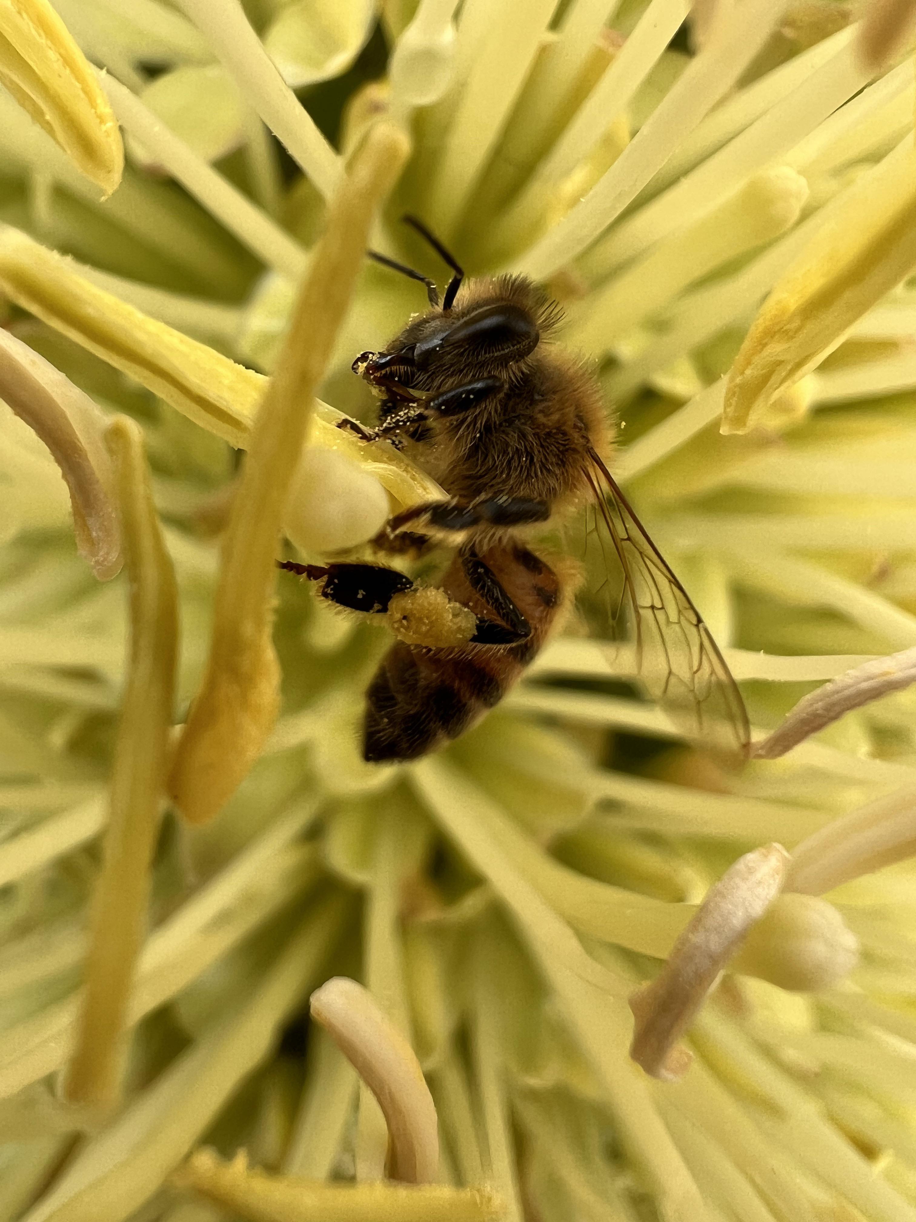 [OC] Took a picture of this pollen-carrying bee | Scrolller