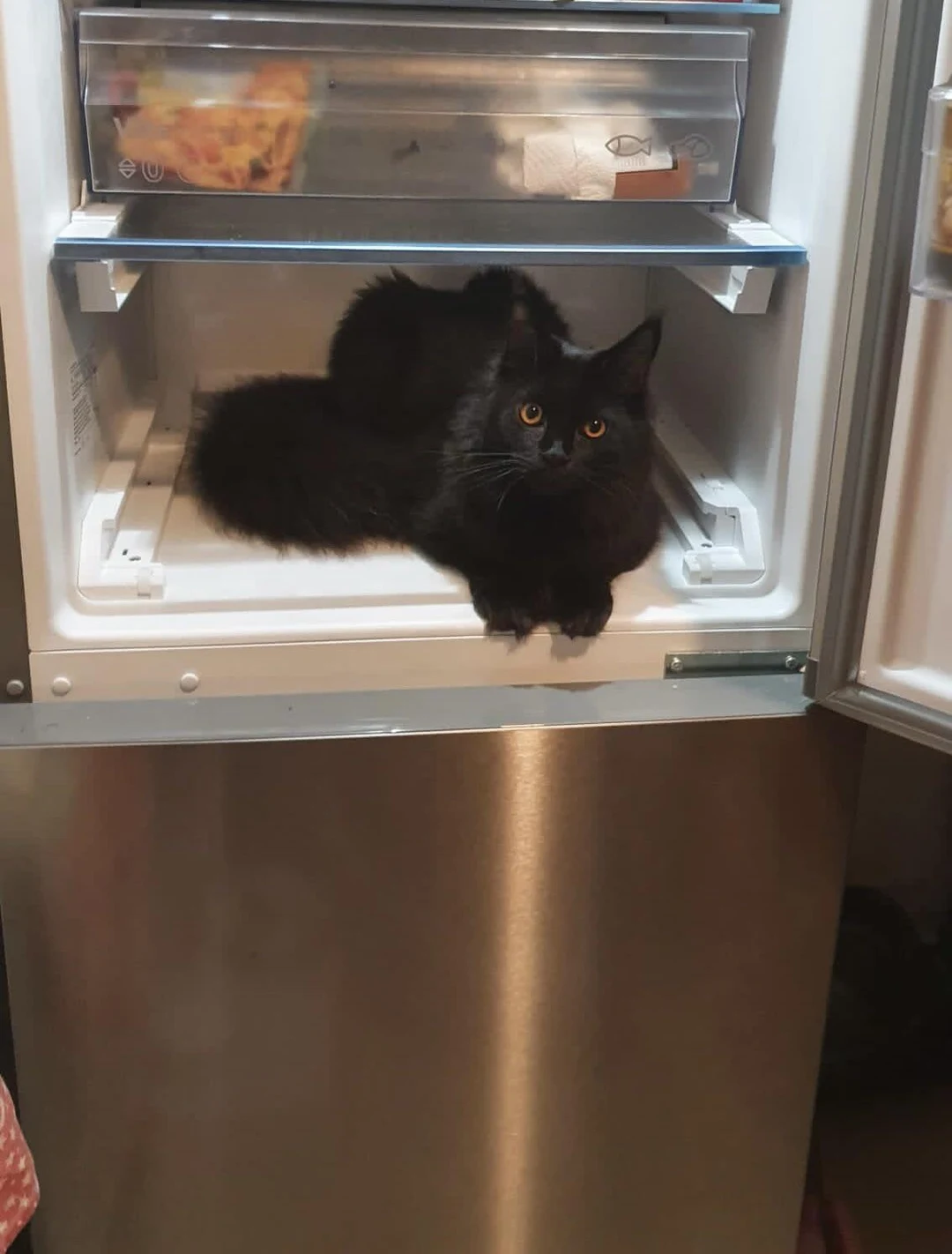 Today I had help cleaning the refrigerator 😂 | Scrolller