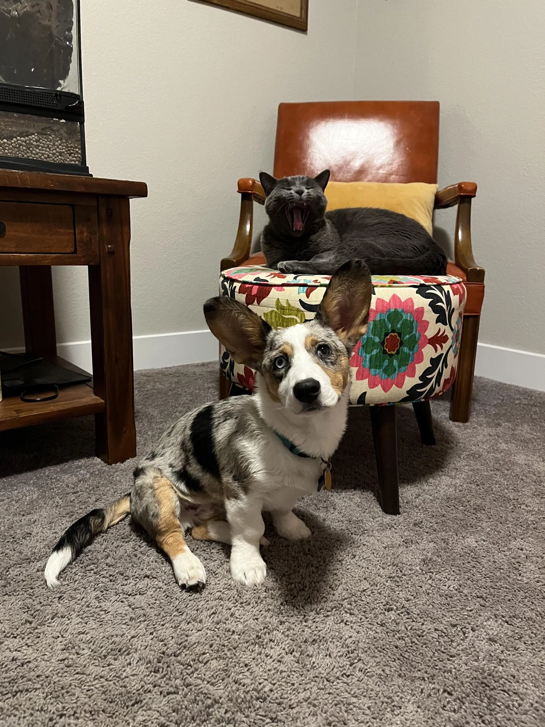 Atticus and Audio are best friends! | Scrolller