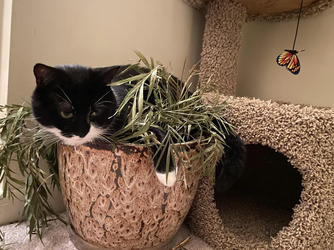 Venus Cat Trap | Scrolller