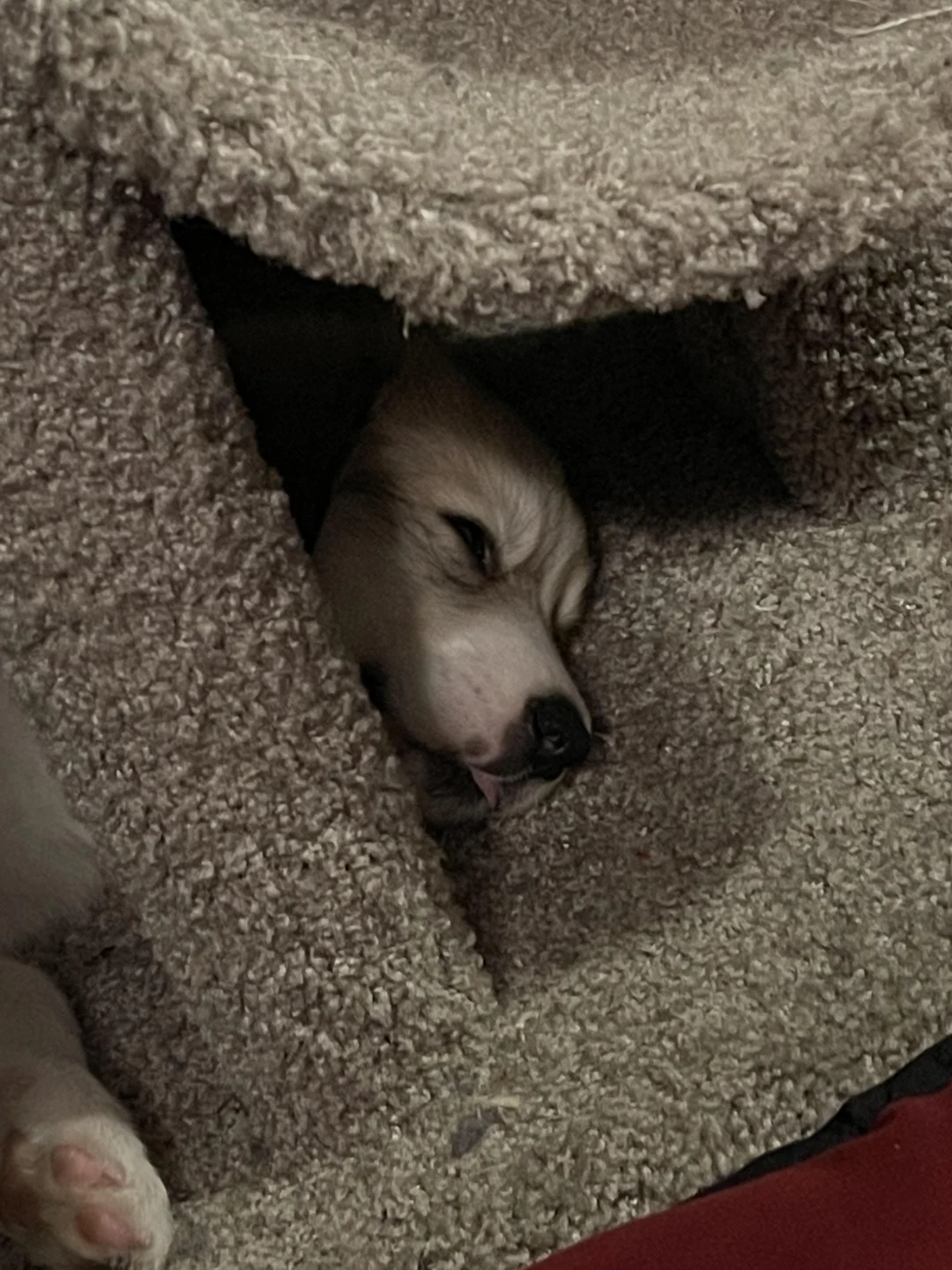 Little blep | Scrolller