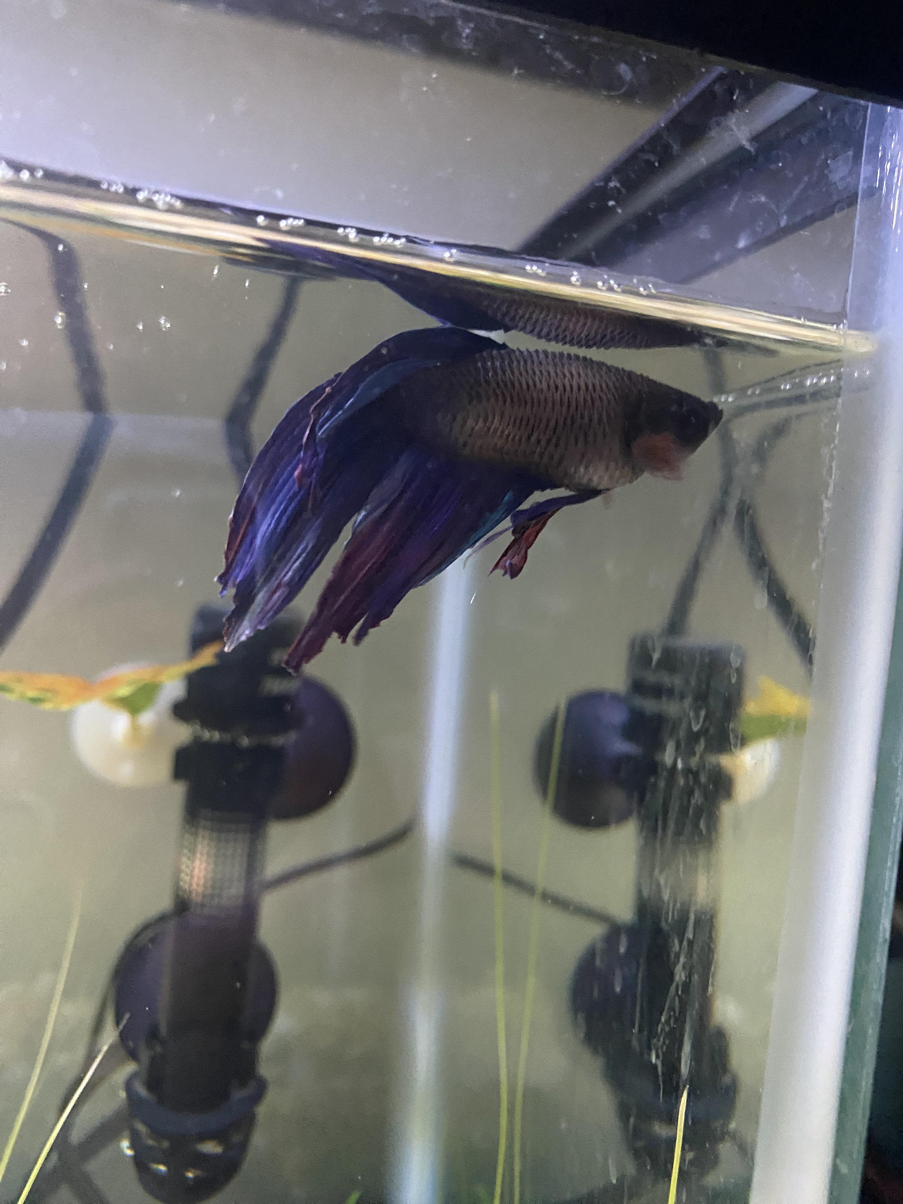 Help, Sick betta | Scrolller