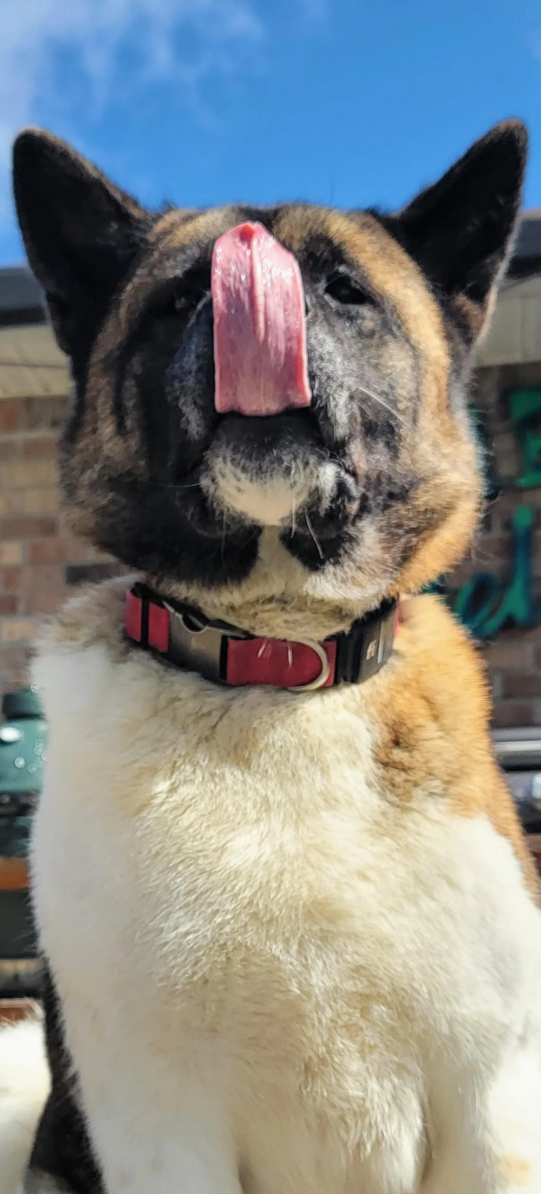 Akita Derps | Scrolller