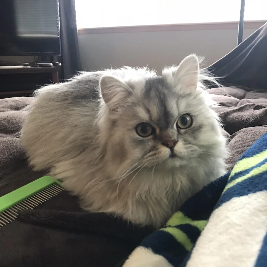Floofy loaf | Scrolller